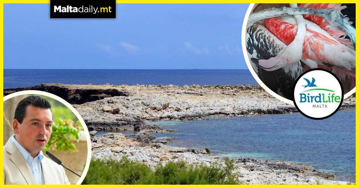 Qawra Point to become no-hunt zone after four flamingos sho…