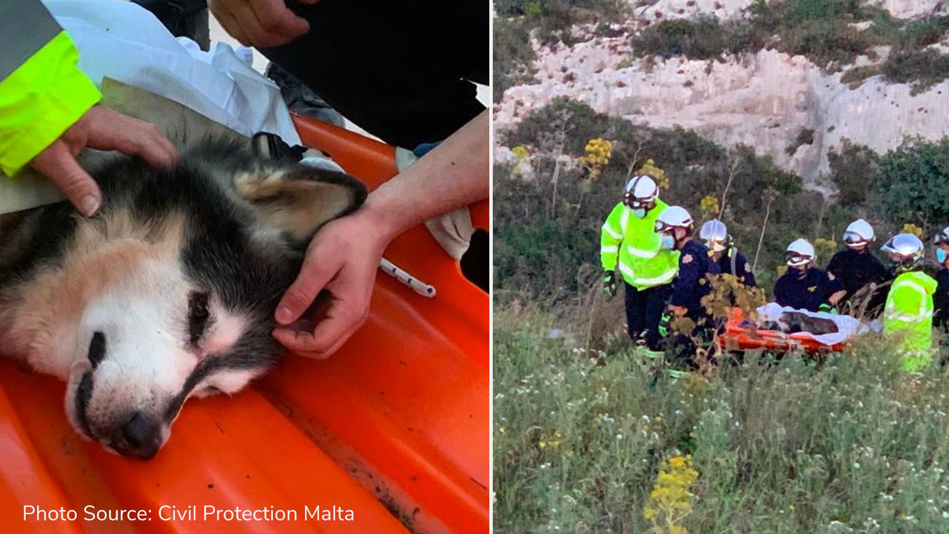 Husky saved by Civil Protection after falling off Wied Babu…