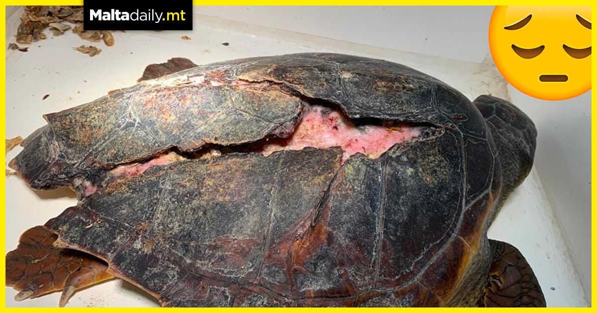 Turtle receives first operation after severely injured by p…