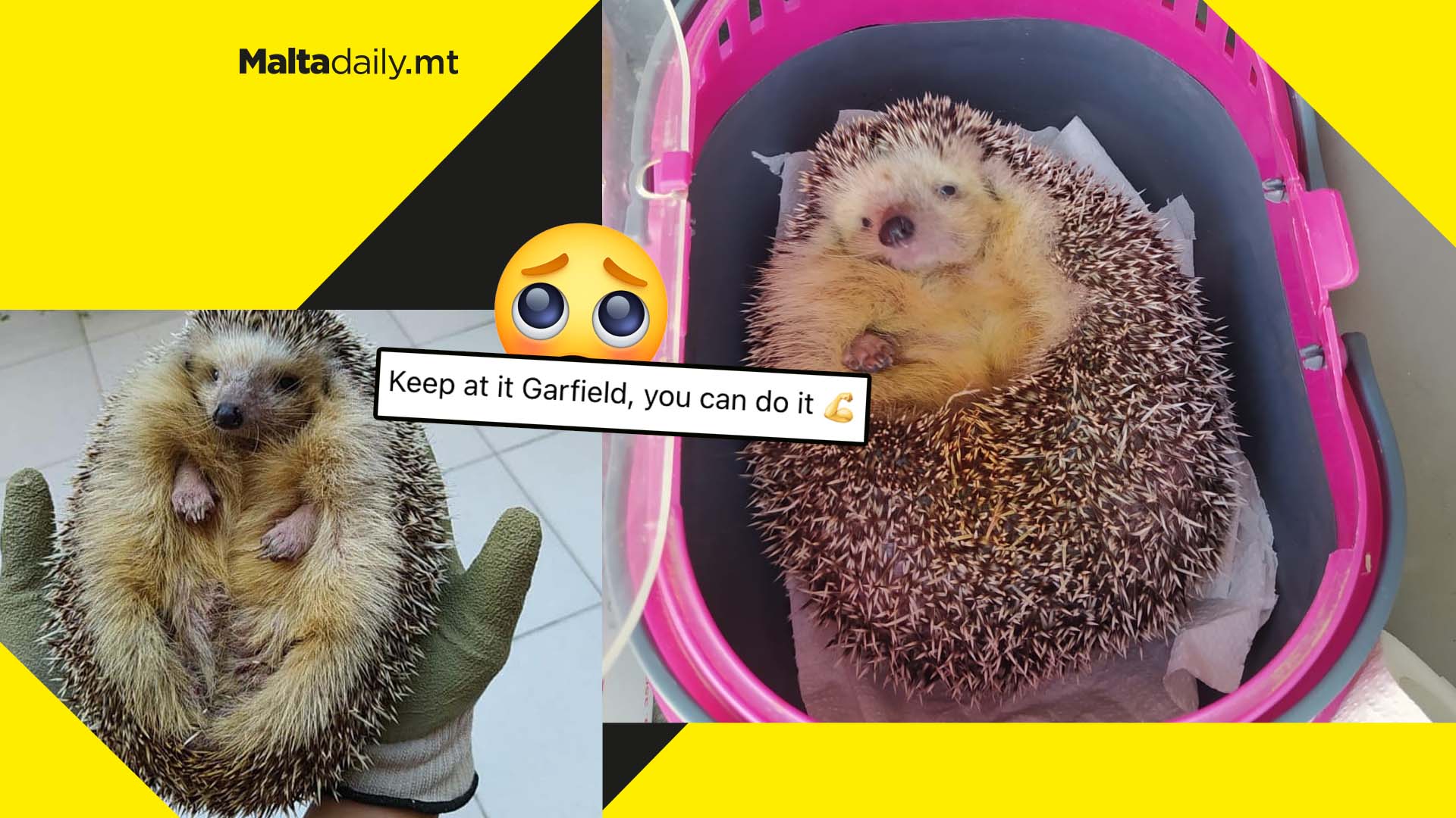 Diet and exercise for Garfield, Malta’s fattest rescued hed…