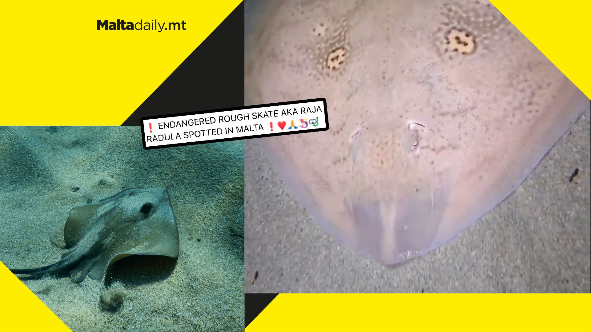 WATCH: Endangered ray species ‘Raja Radula’ spotted in Malt…