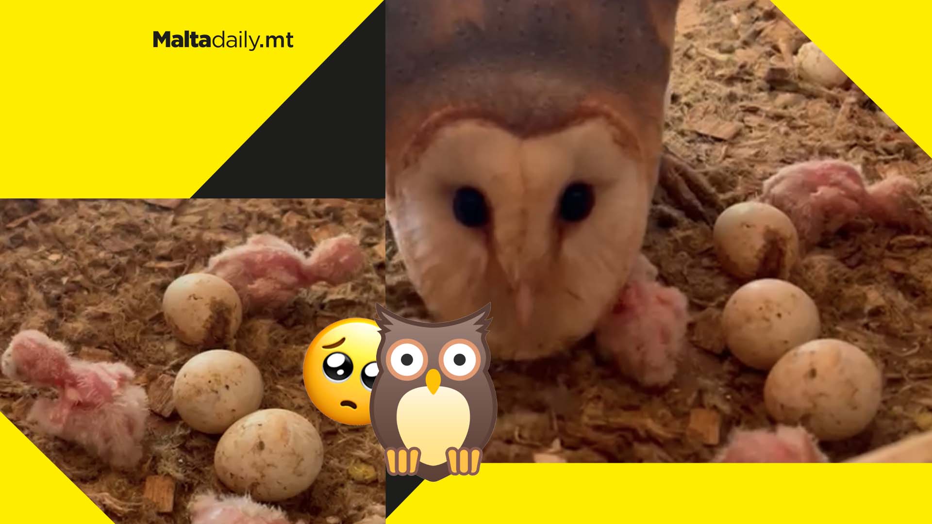 New barn owl hatchlings born as species returns to Maltese…