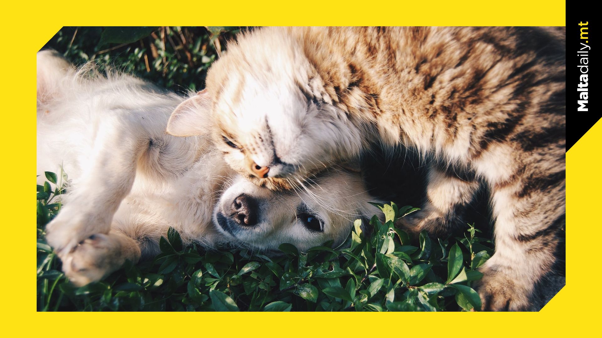 Some interesting facts about two of the most popular pets i…