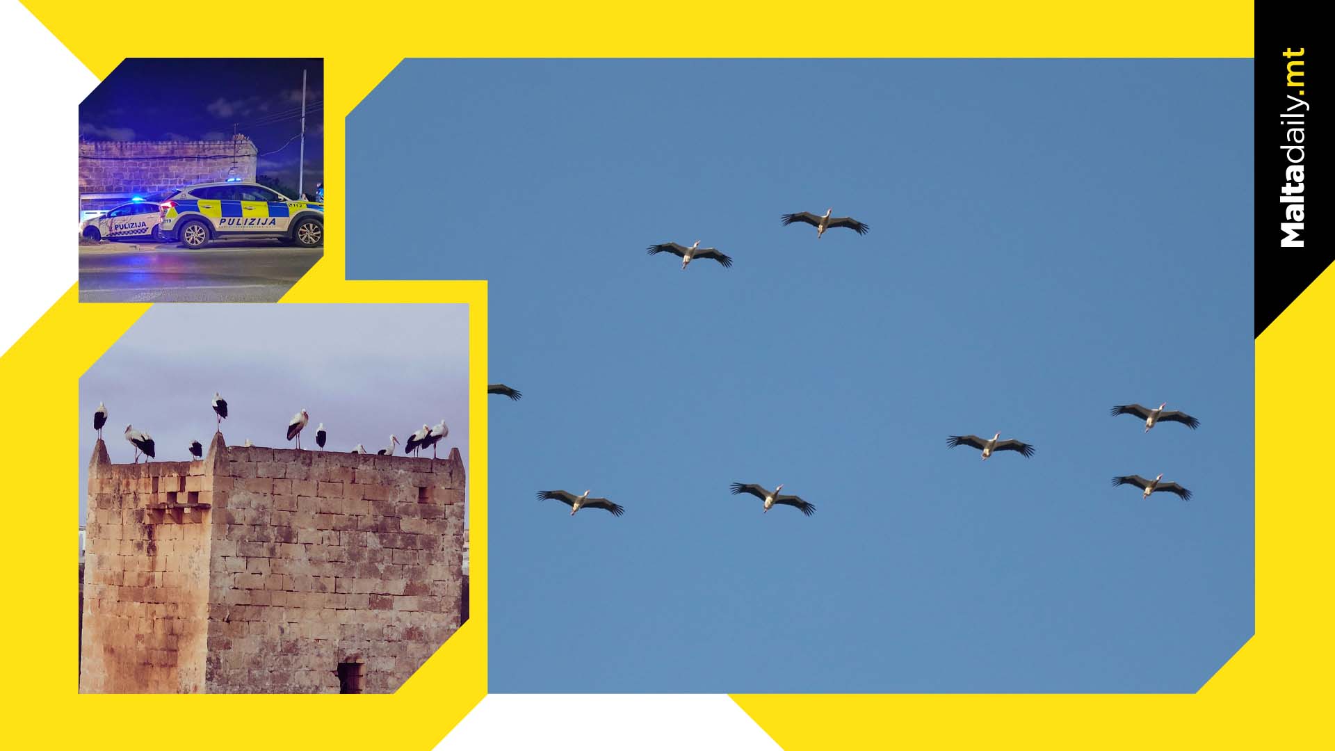 White Storks roosting in Malta safely guarded by police & B…