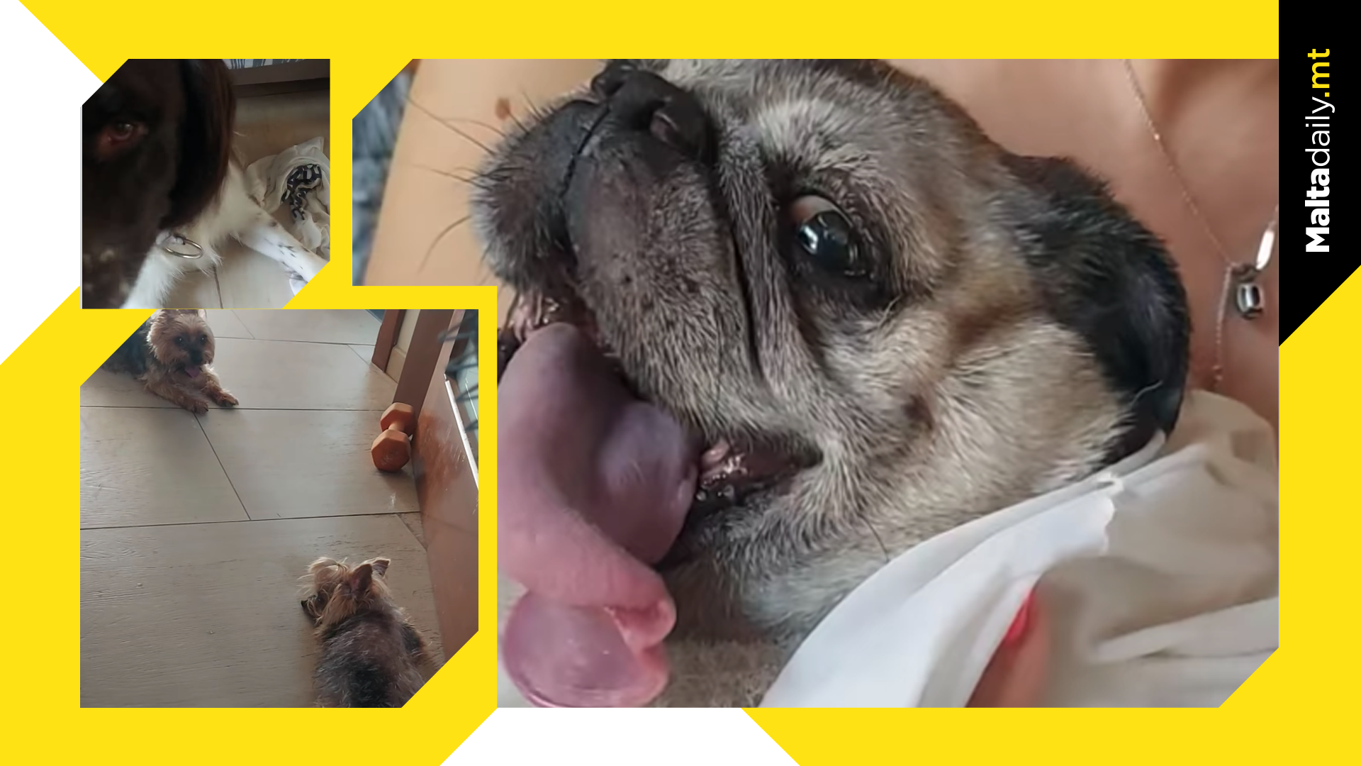 Local Cyclist Shares Video Of Dogs Struggling In Heat