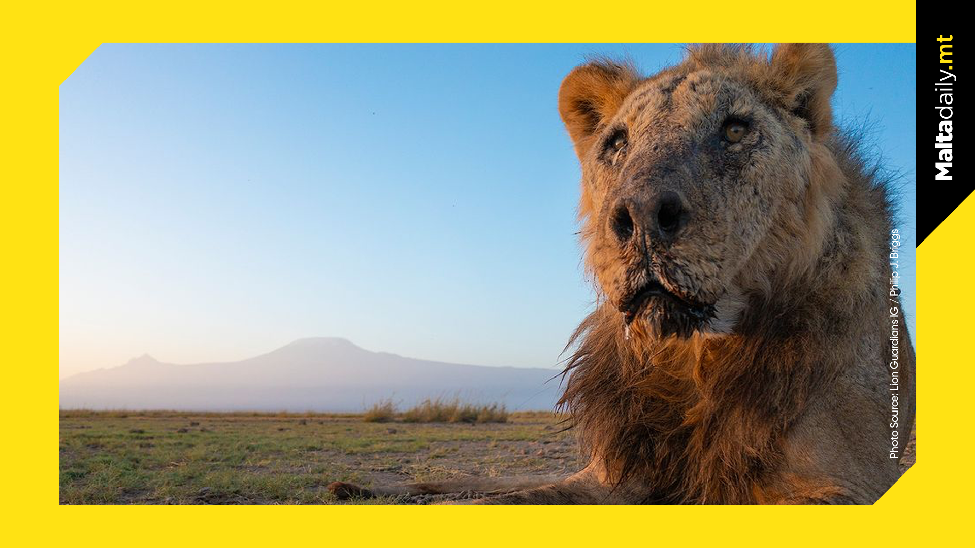 Oldest Male Lion in the World Killed