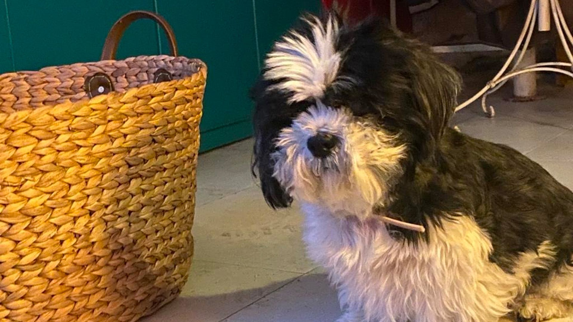 Peppi Azzopardi Posts Heartfelt Tribute To Dog ‘Ċikku’ Afte…