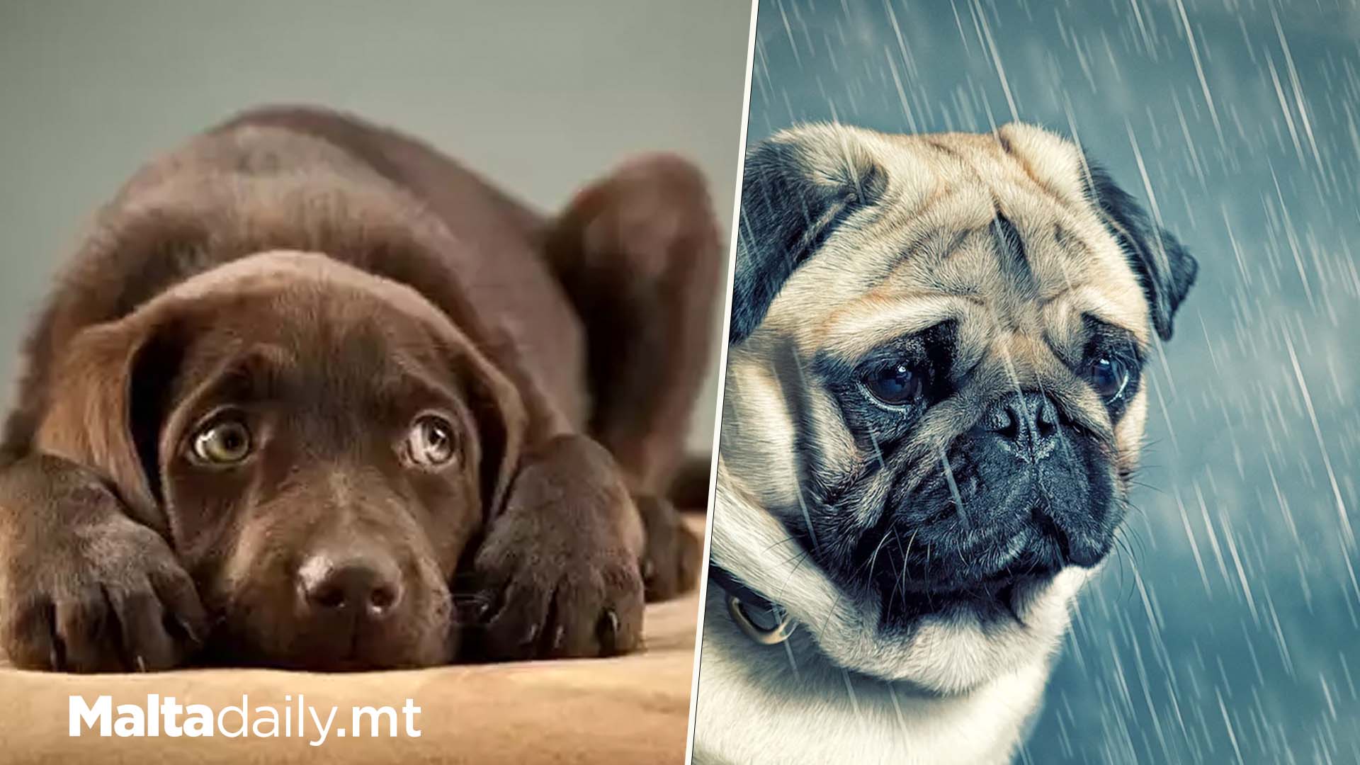Dogs Sometimes Stay Awake At Night Worrying About Problems