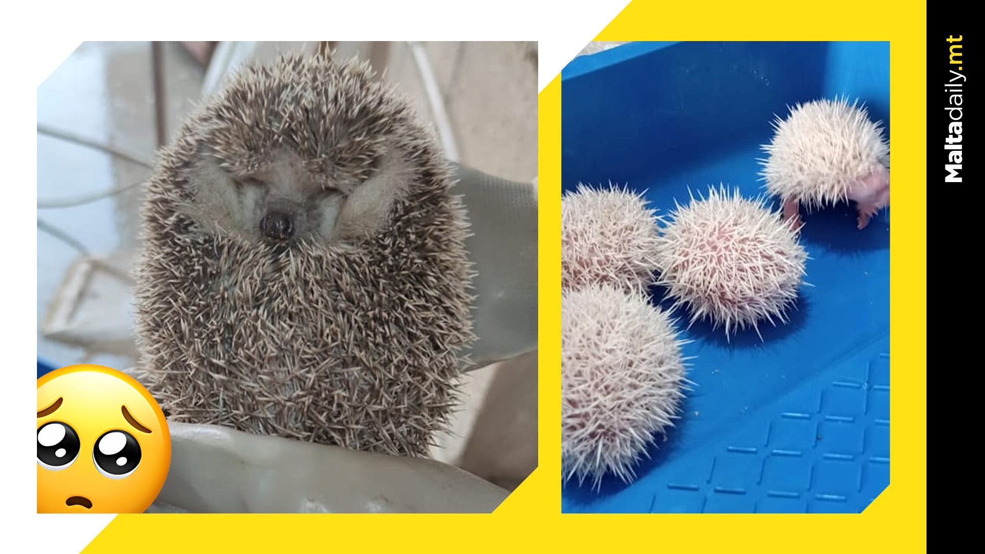 Hedgehog Gives Birth To Four Baby Hoglets At Birgu Regatta…