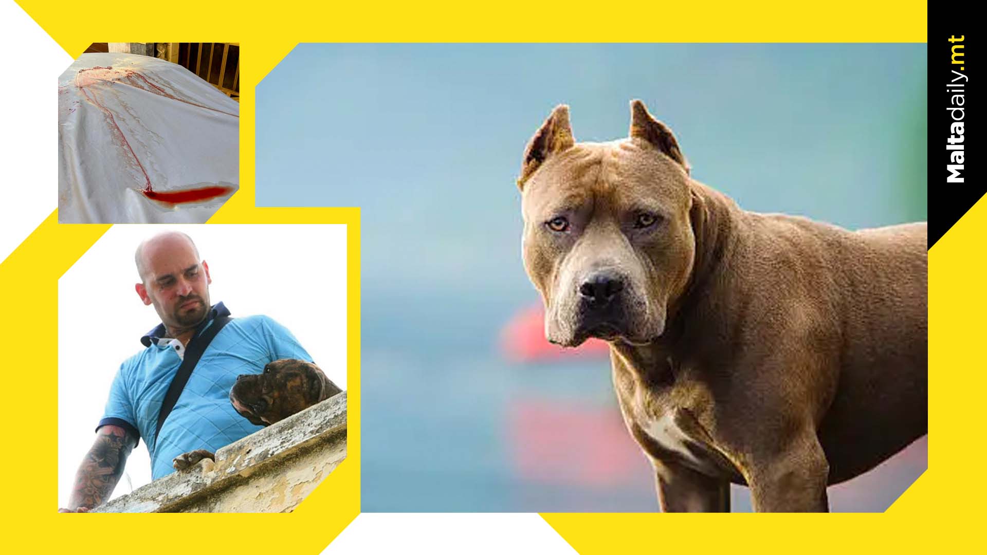 Dog breeder attacked by his own pitbulls in Msida